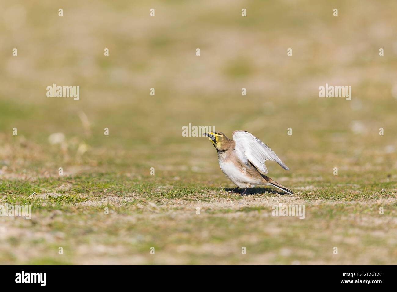 Shore lark Eremophila alpestris, winter plumage adult standing on ...