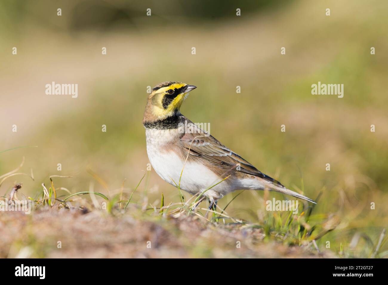 Shore lark Eremophila alpestris, winter plumage adult standing on ...