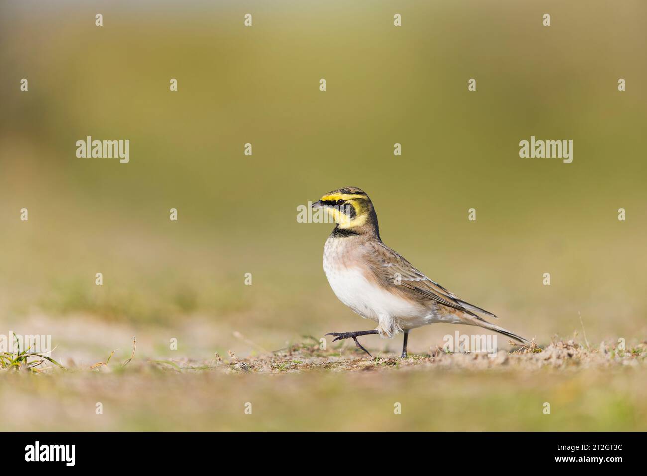 Shore lark Eremophila alpestris, winter plumage adult walking on ...