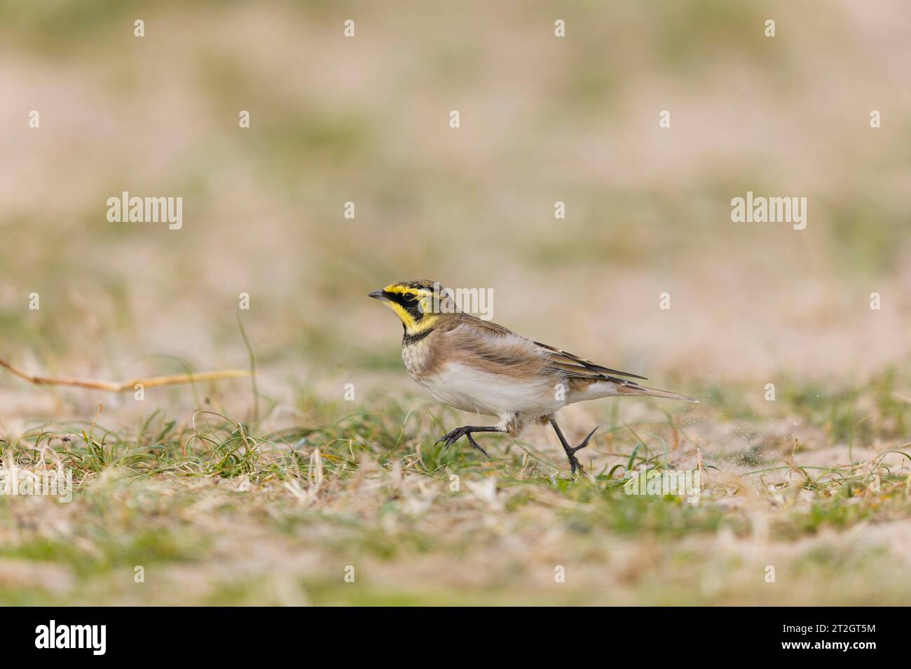 Shore lark Eremophila alpestris, winter plumage adult running on ...
