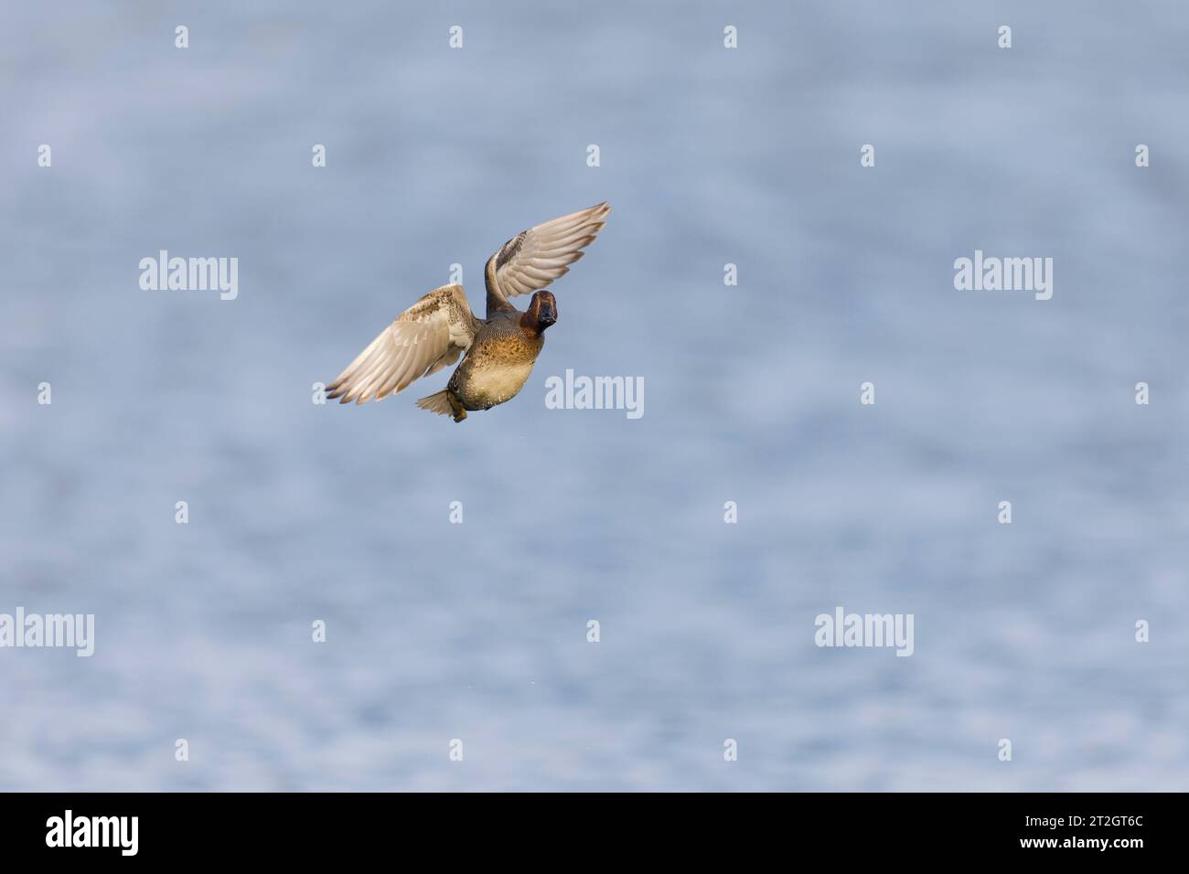 Common teal Anas crecca, adult male flying, Suffolk, England, October ...