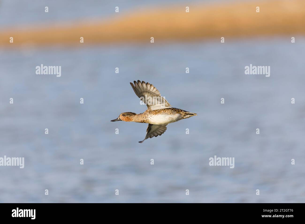 Adult bird in eclipse plumage hi-res stock photography and images - Alamy