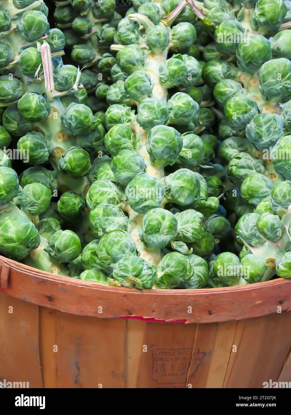 Harvested Brussels Sprouts Stock Photo - Alamy