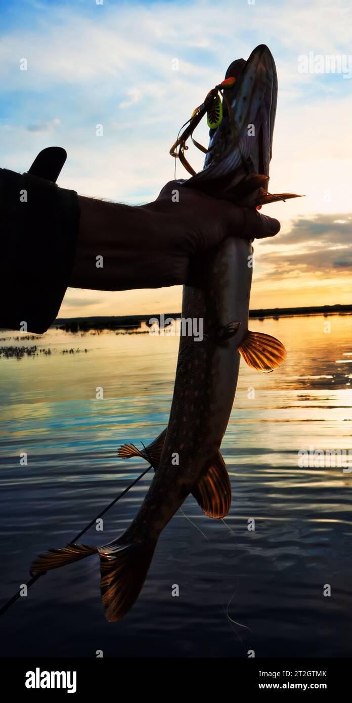 Fishing at sunset. Catching predatory fish on spinning. Sunset colors ...