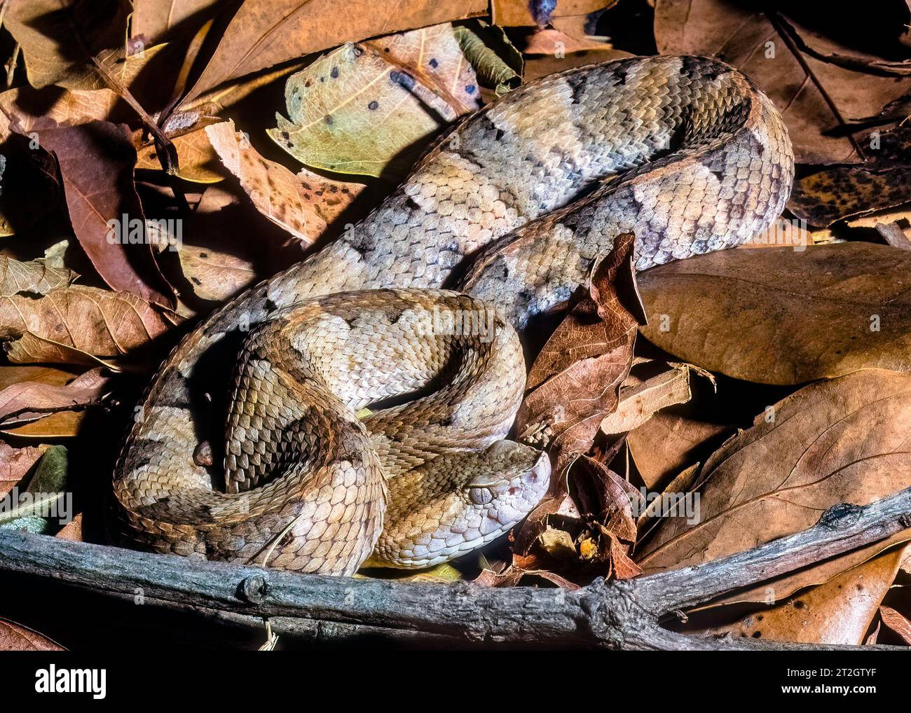 Hog nosed snake hi-res stock photography and images - Alamy