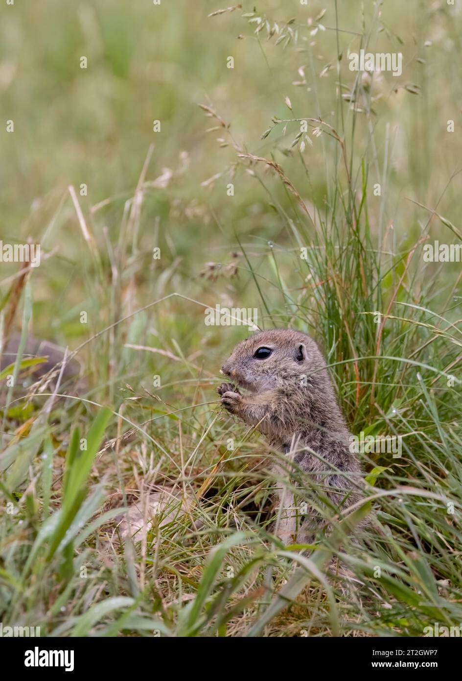 Ground squirrel colony (Syslovisko Biele vody), National park Muranska ...