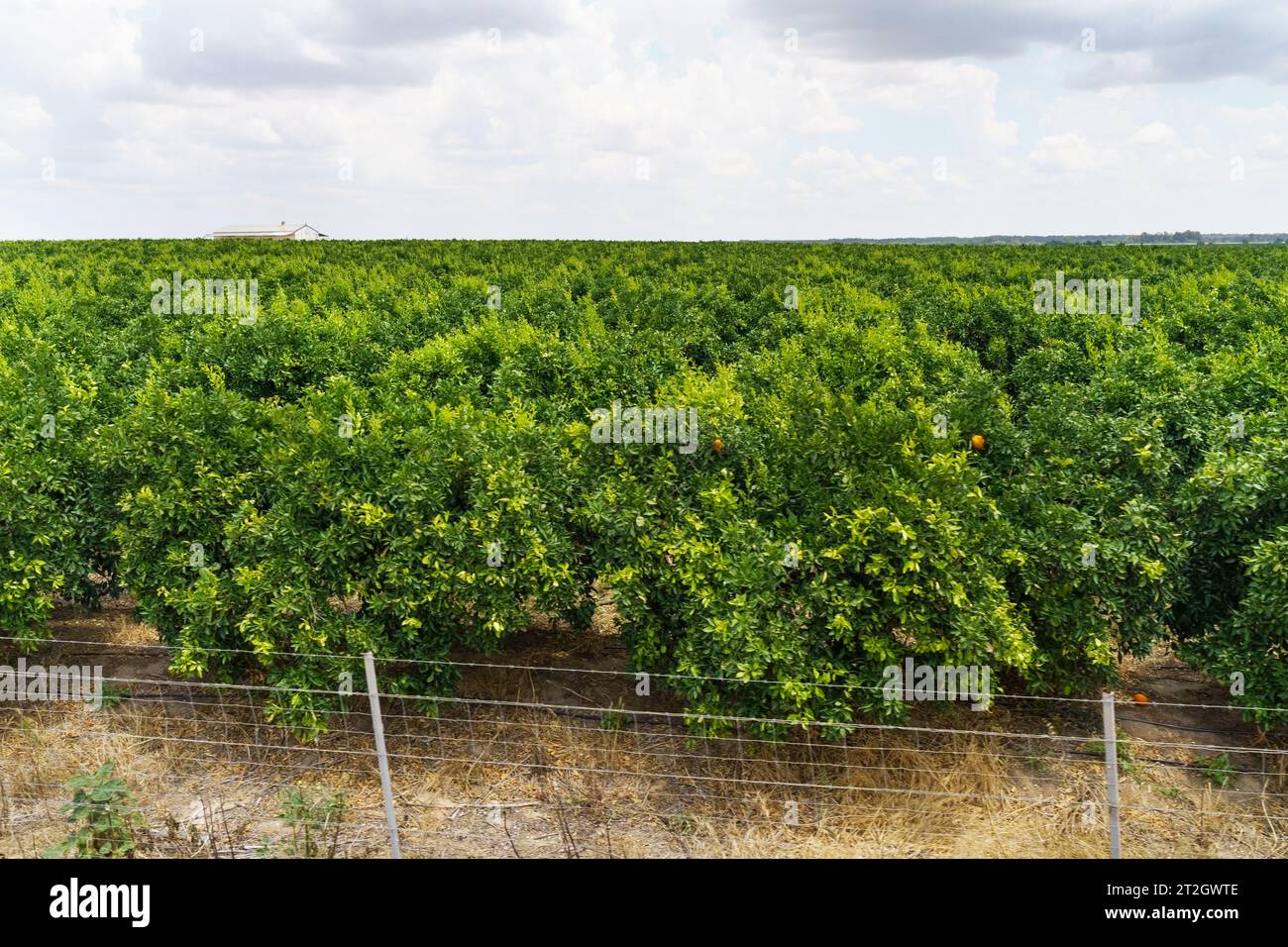 Field with orange trees, orange orchard. Agricultural concept Stock ...