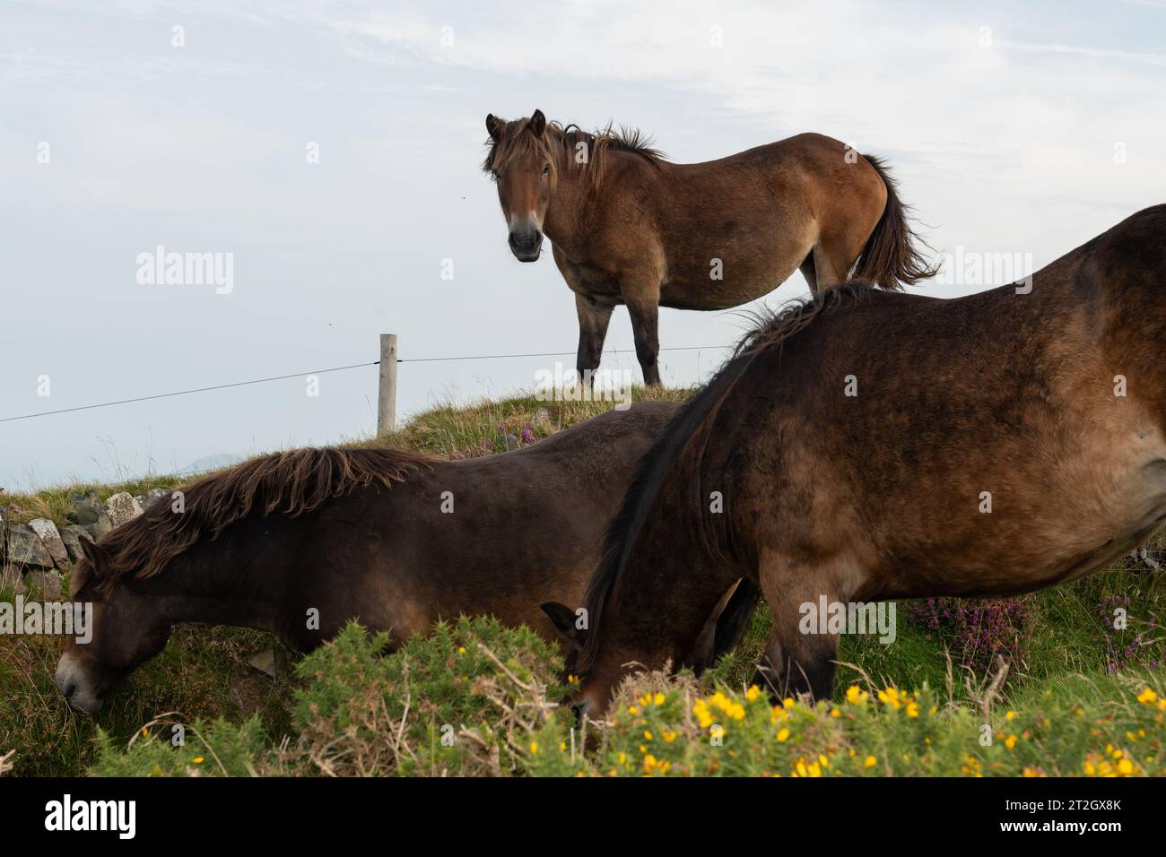 Exmoor ponies at the top of Countisbury Hill in Exmoor National Park ...