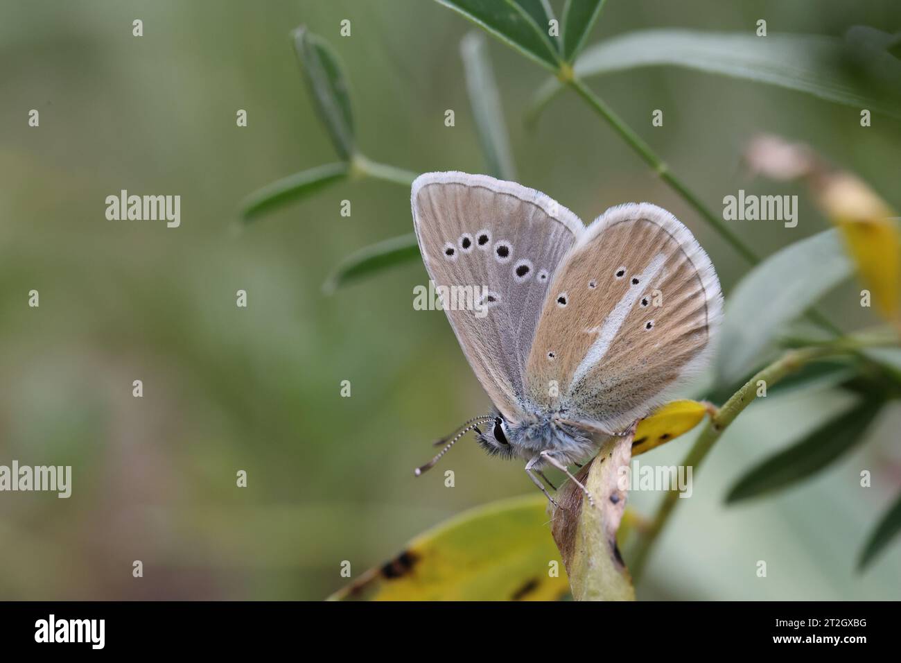 damon blue butterfly sitting in a meadow seen from the side Stock Photo ...