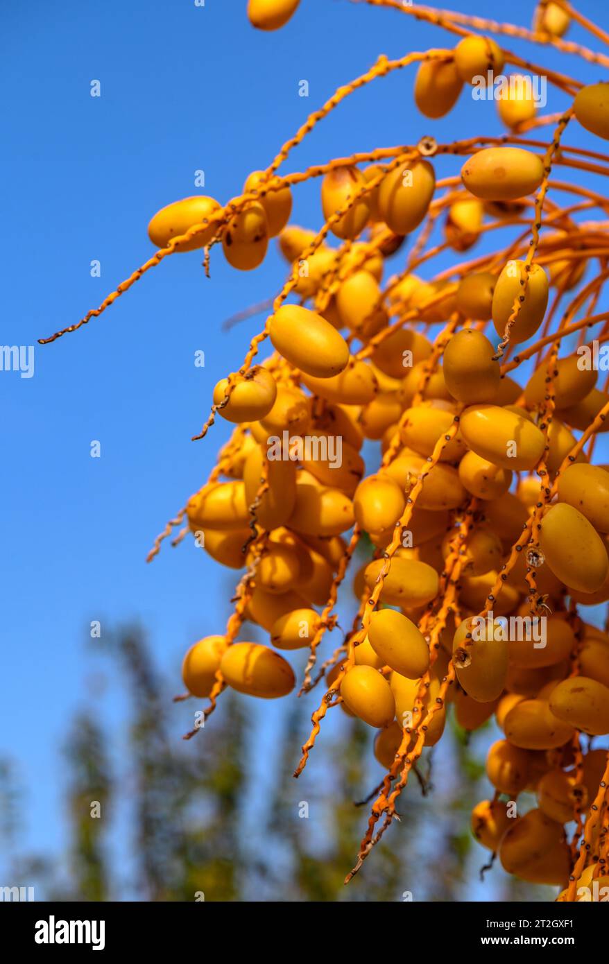 dates on a date palm branch 11 Stock Photo - Alamy