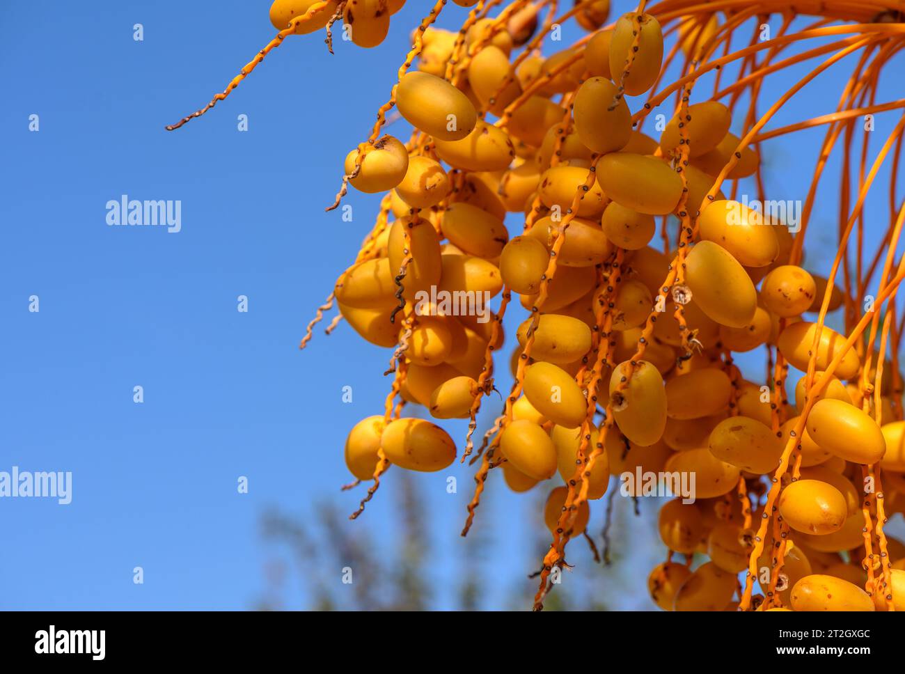 dates on a date palm branch 12 Stock Photo - Alamy