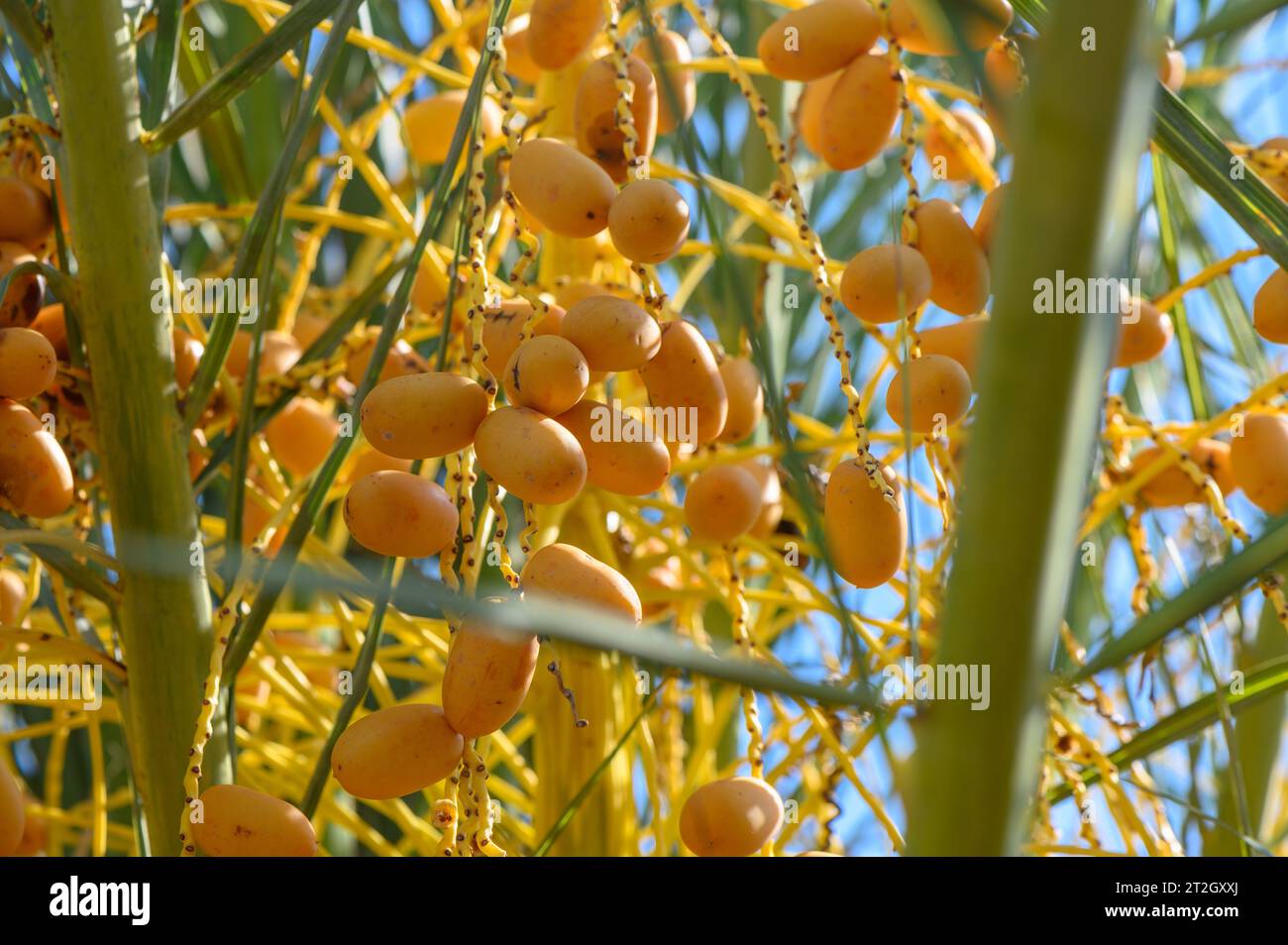 dates on a date palm branch 14 Stock Photo - Alamy