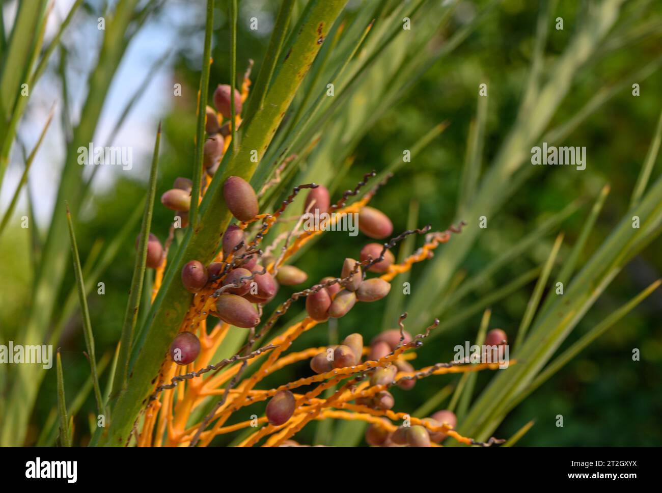 dates on a date palm branch Stock Photo - Alamy