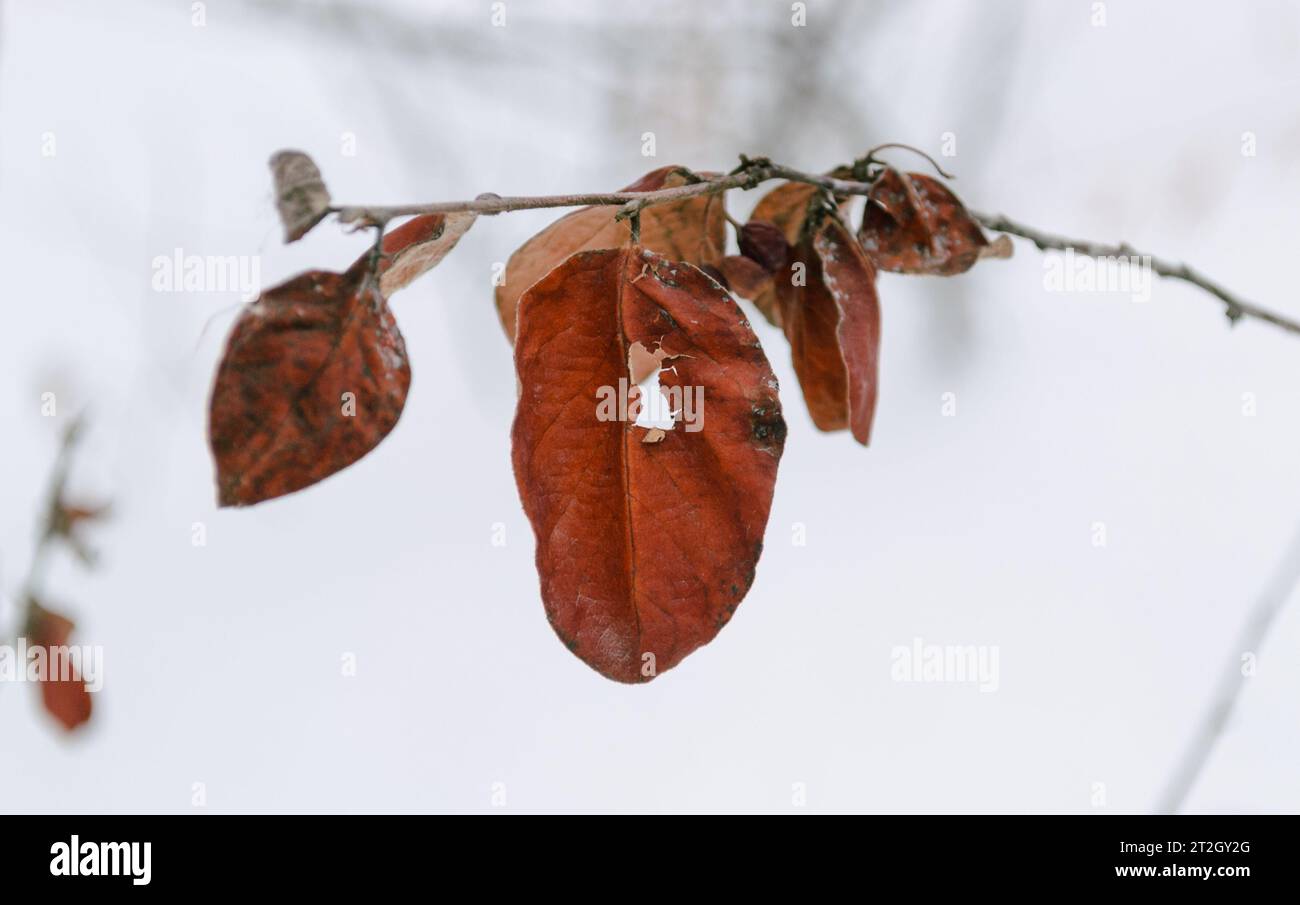 Withered leaves on tree branch hi-res stock photography and images - Alamy