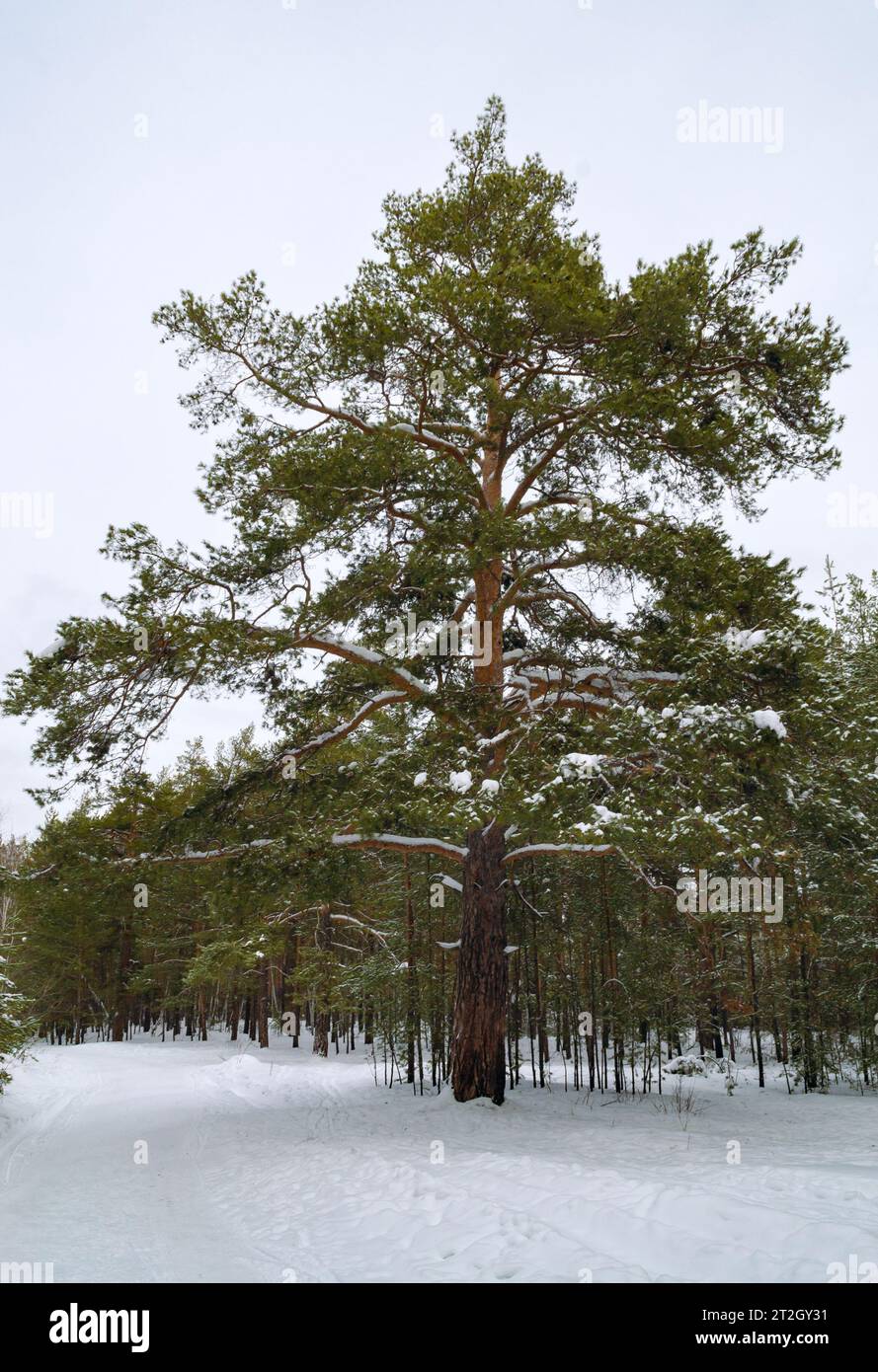 Large pine tree with spreading branches in the winter forest Stock ...