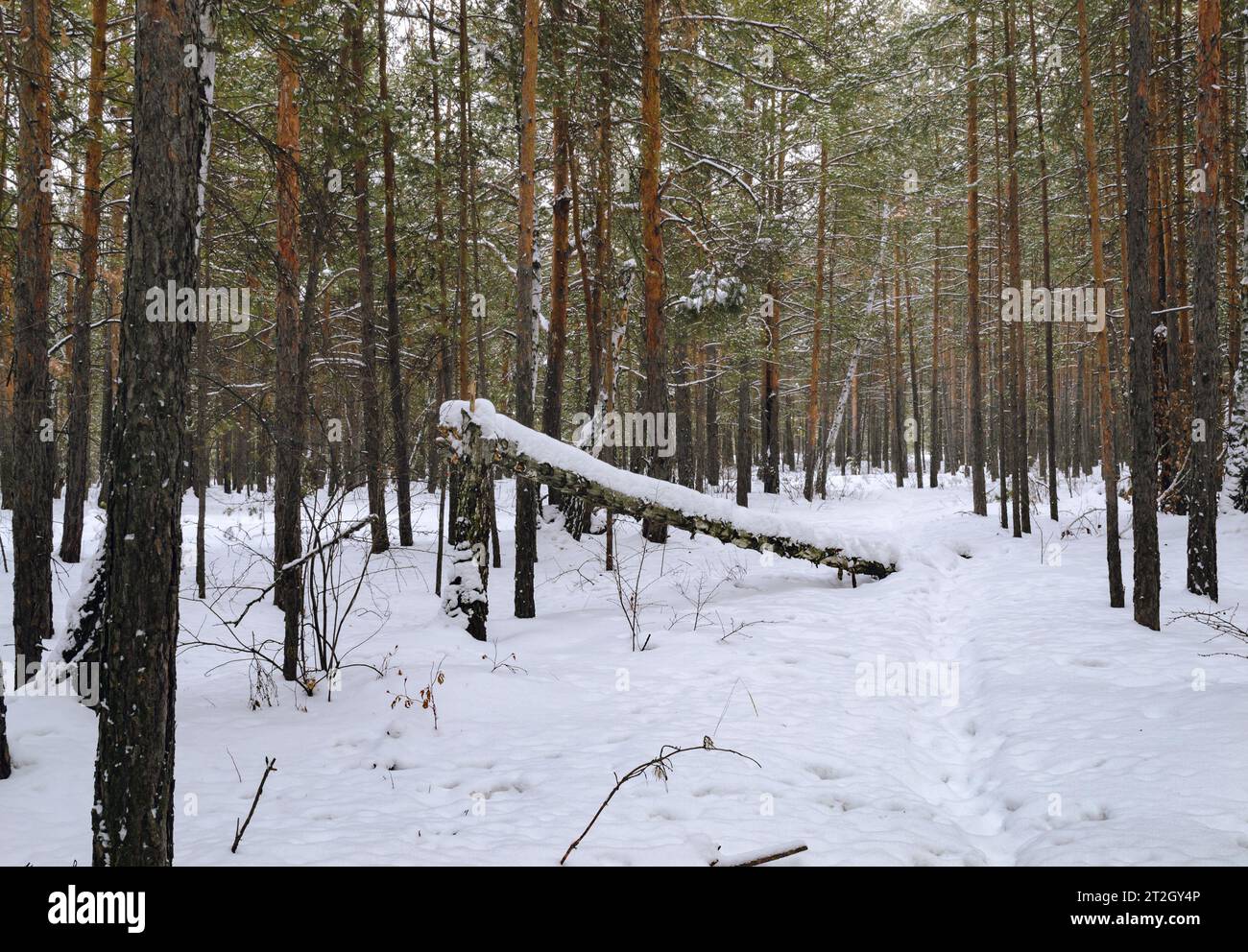 Peaceful snowy forest frozen hi-res stock photography and images - Alamy