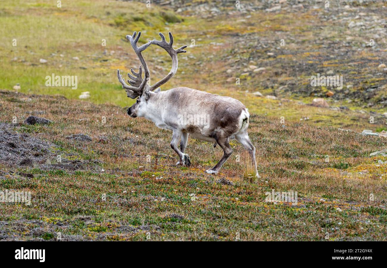 Male reindeer in Svalbard near Longyearbyen Stock Photo - Alamy