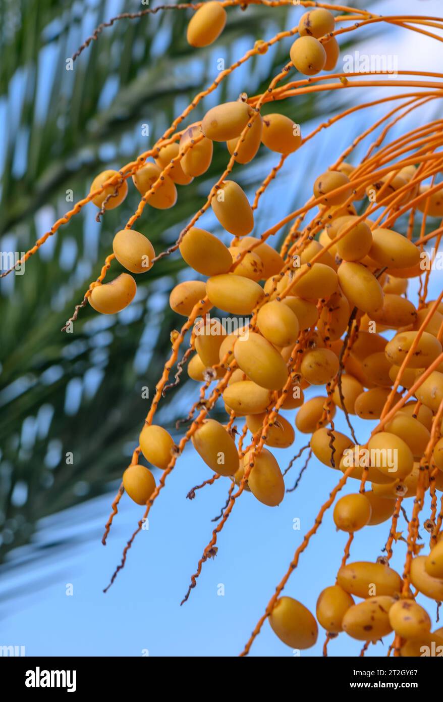 dates on a date palm branch 5 Stock Photo - Alamy
