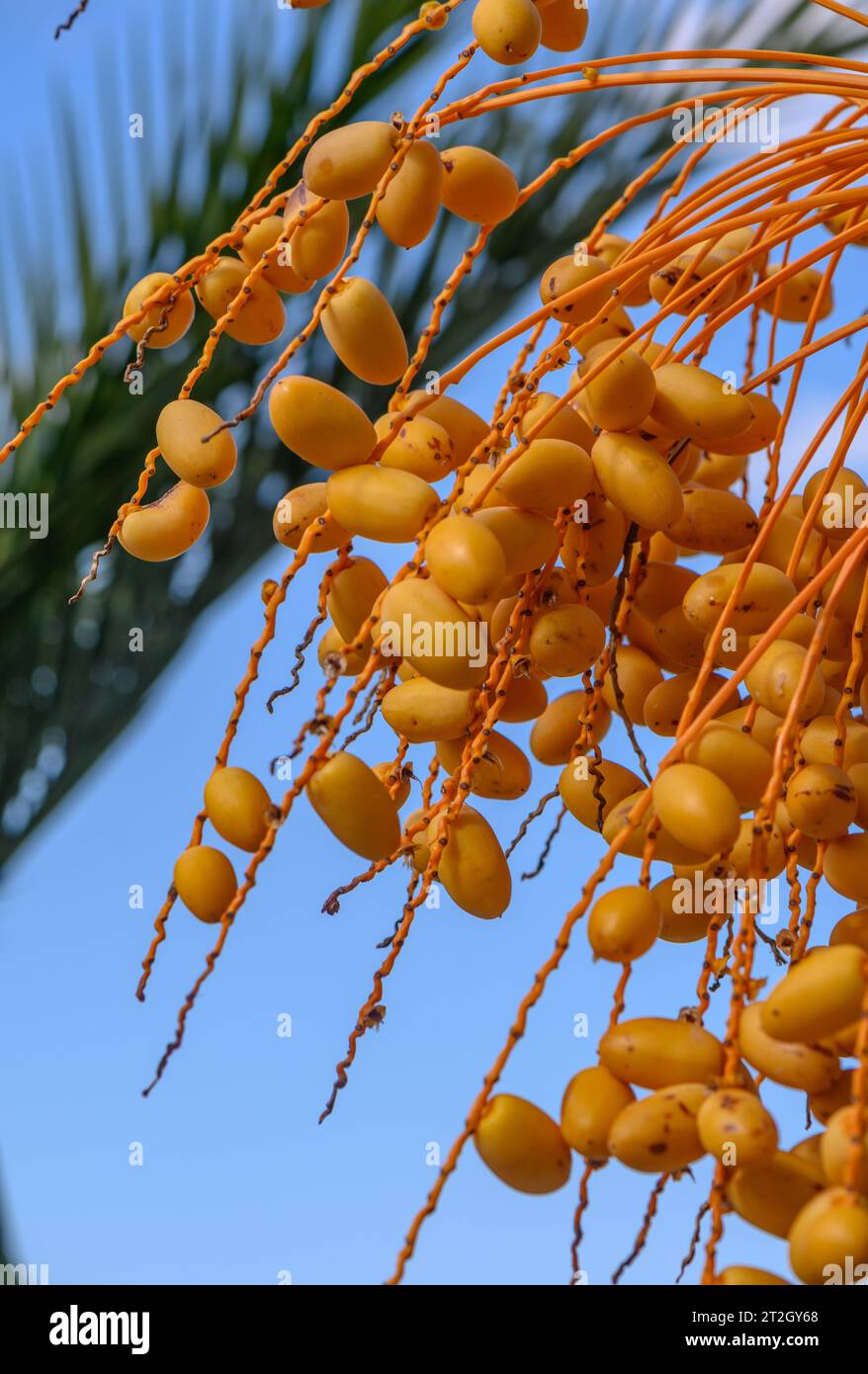 dates on a date palm branch 4 Stock Photo - Alamy