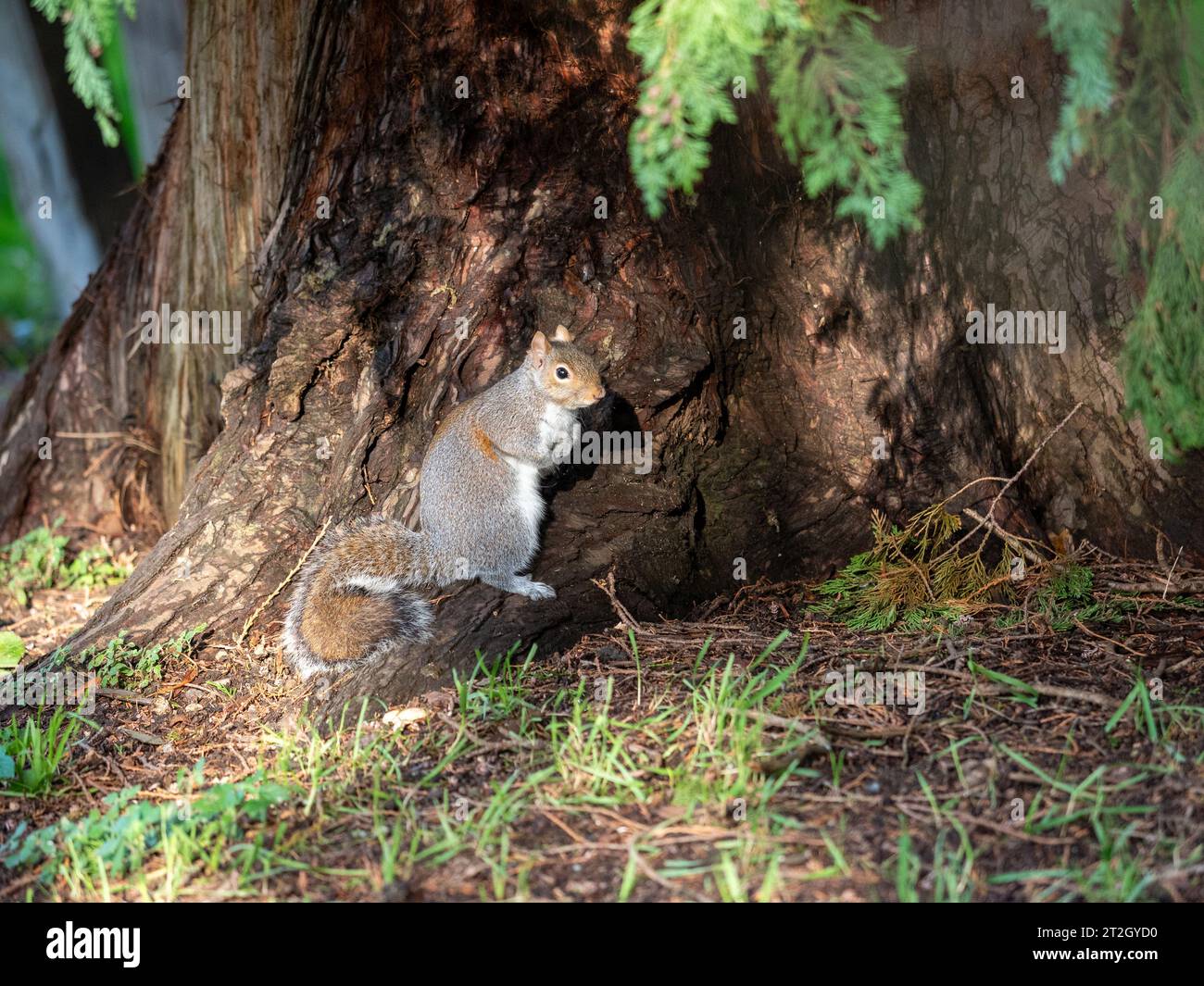 Yew tree cemetery uk hi-res stock photography and images - Alamy