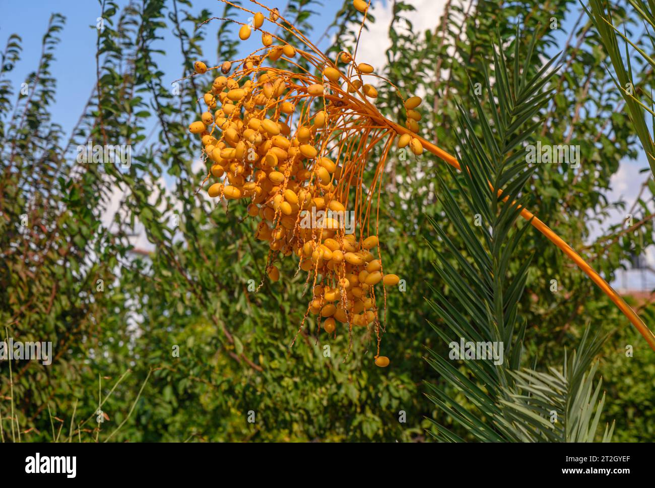 dates on a date palm branch 9 Stock Photo - Alamy