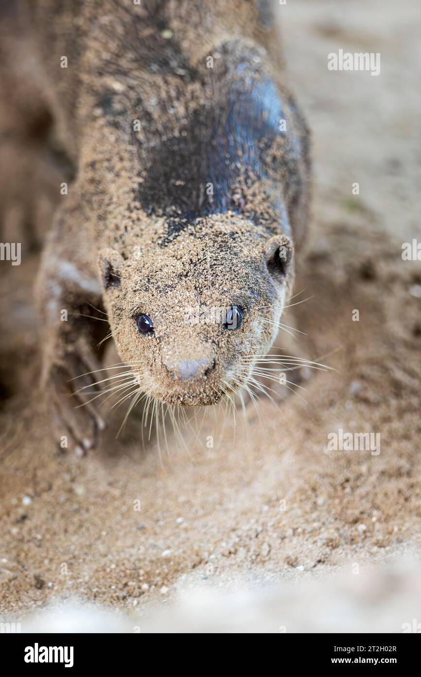 A sand-covered smooth coated otter returns to the entrance to its ...