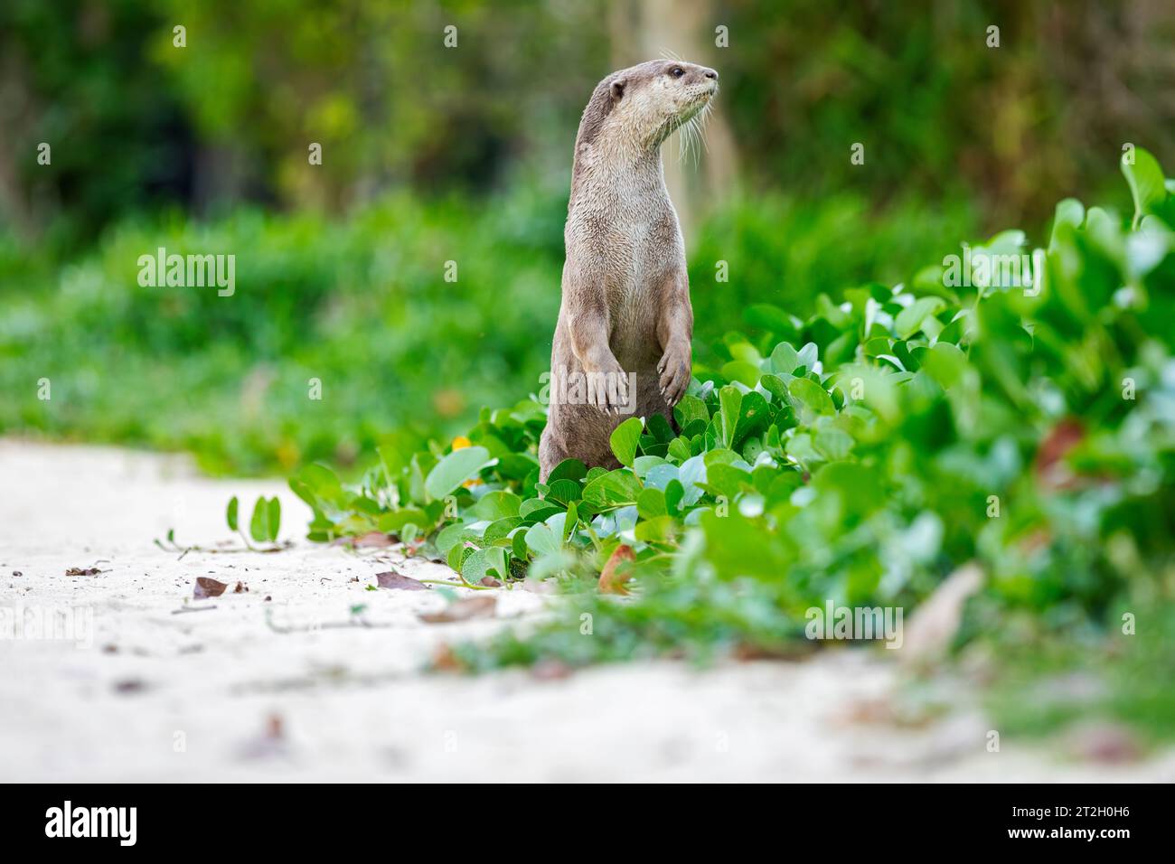 An alert smooth coated otter stands on its hind legs to peer over the ...
