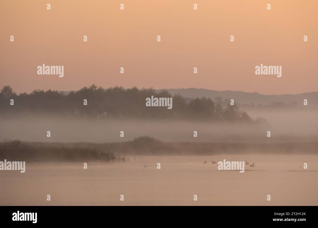 Misty landscape view reed hi-res stock photography and images - Alamy