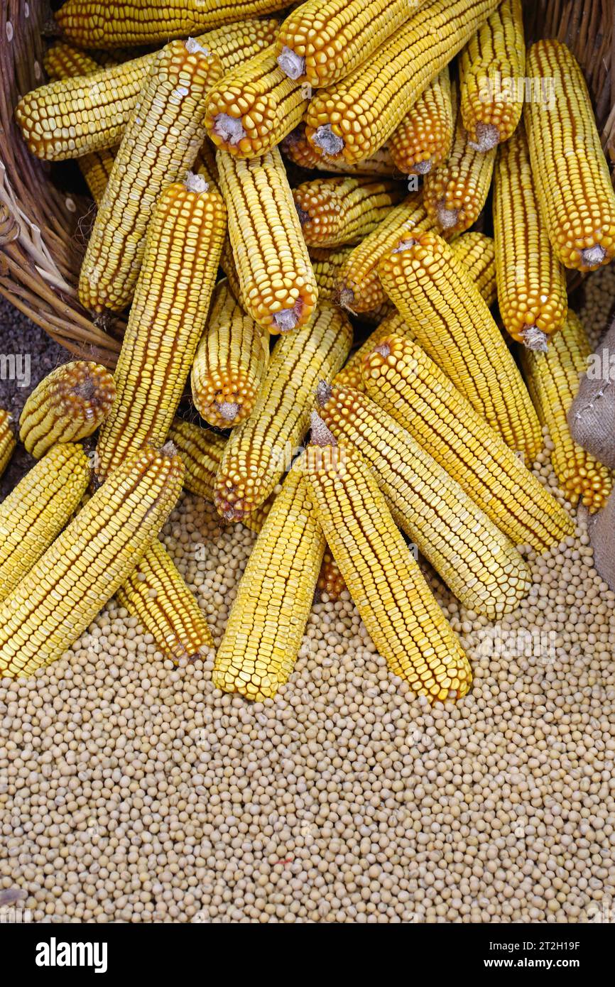 Big bunch of maize corn ears hi-res stock photography and images - Alamy