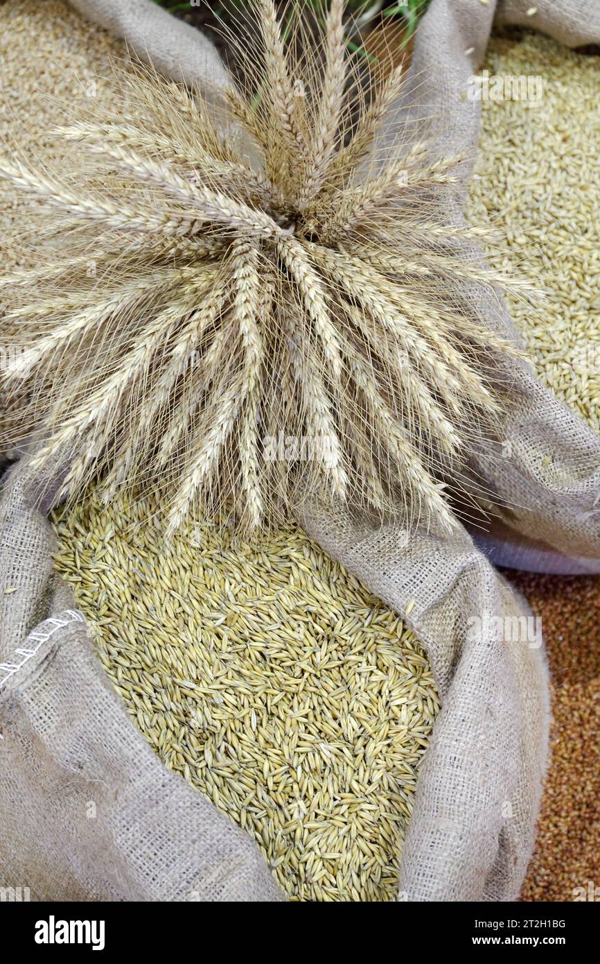 Wheat Grain Crops in Sacks Stock Photo - Alamy
