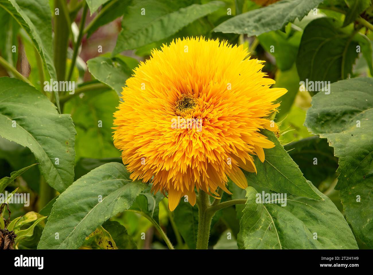 Sunflower helianthus annuus flowering hi-res stock photography and ...