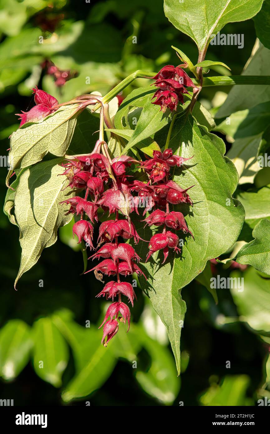 Leycesteria formosa, Purple Rain Stock Photo - Alamy