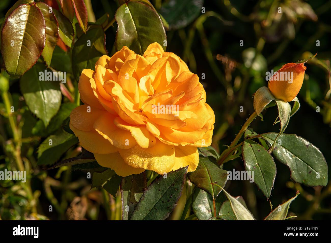 Golden garden blooms hi-res stock photography and images - Alamy