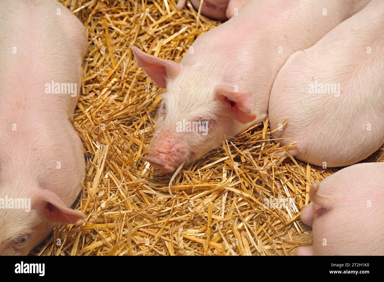 Small Piglets Laying Down in Straw at Animal Farm Stock Photo - Alamy