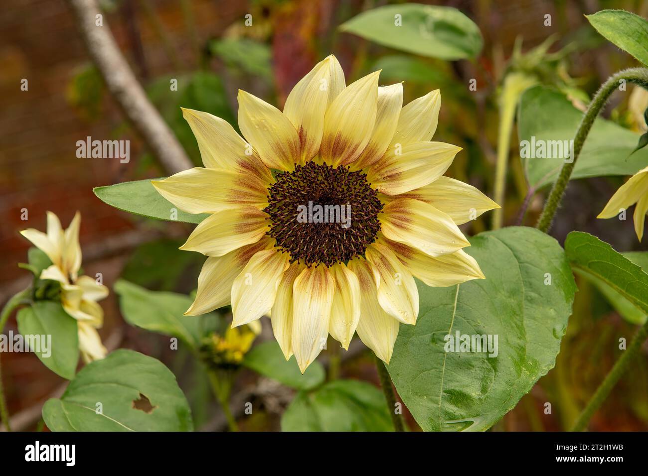 Helianthus ruby eclipse hi-res stock photography and images - Alamy