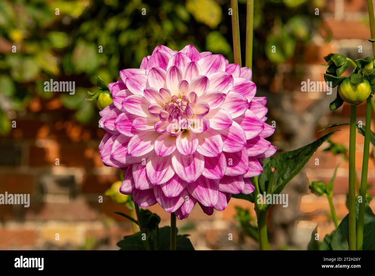 Victoria flowering hi-res stock photography and images - Alamy
