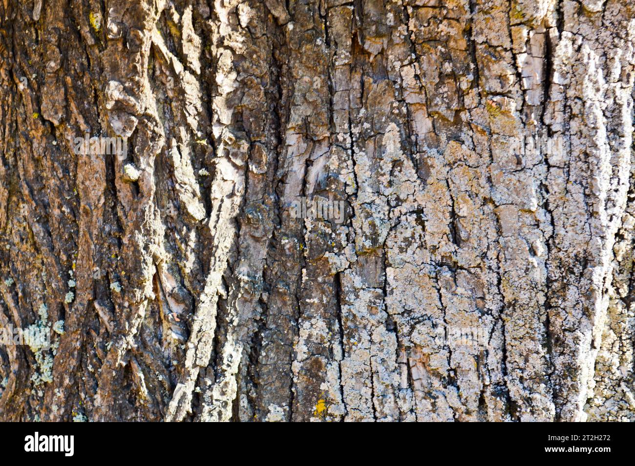 Texture of natural brown textured rough wood bark of a tree with moss ...
