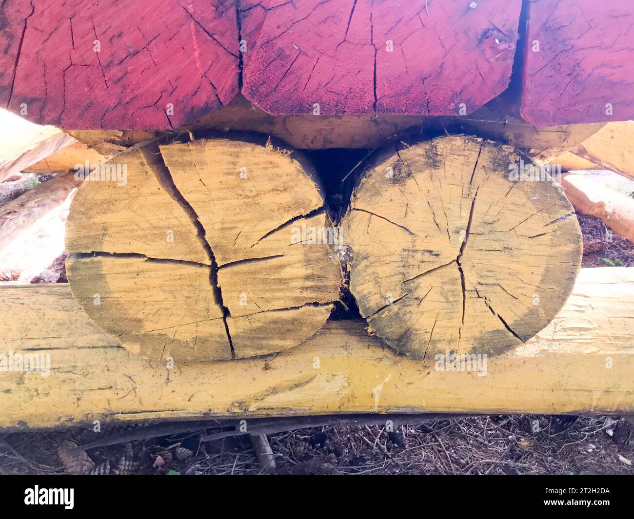 The texture of the wooden sawn log round in the section of the natural ...