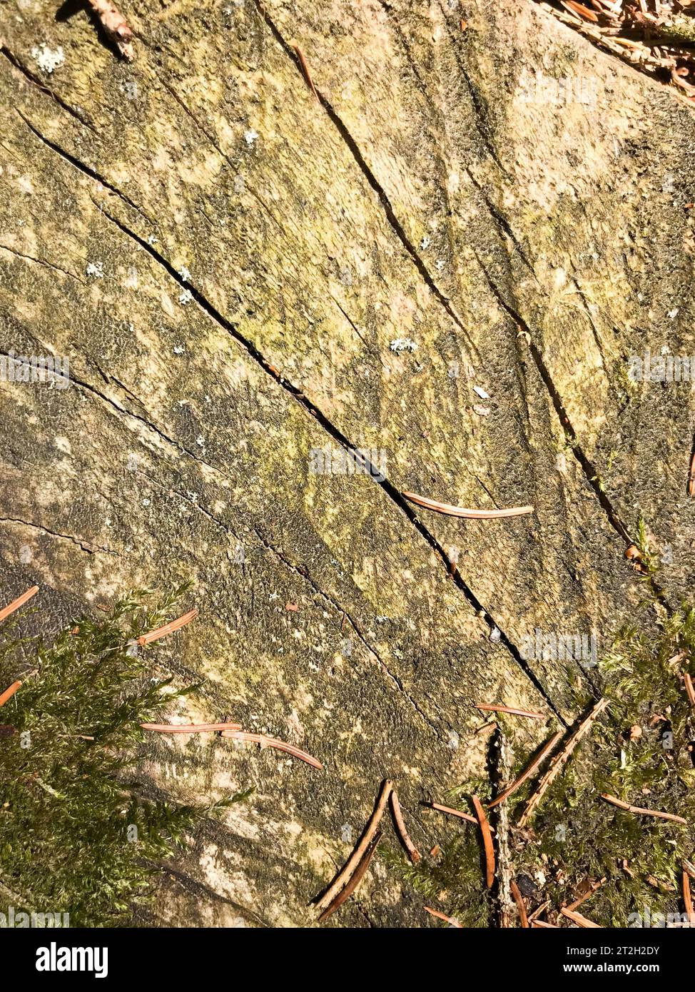 The earth, spruce natural brown pine cones and casting molds and copy ...