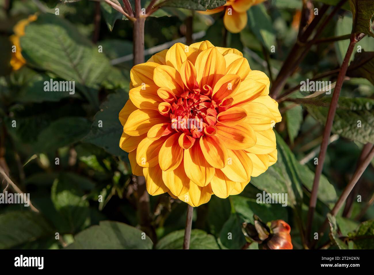 Dahlia David Howard Stock Photo - Alamy