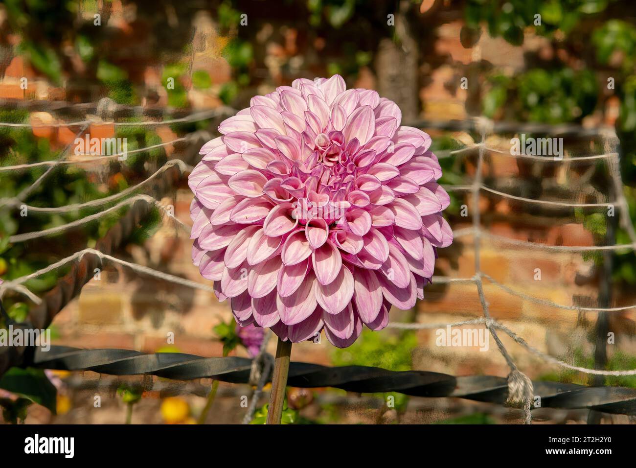Dahlia Creme de Cassis Stock Photo - Alamy