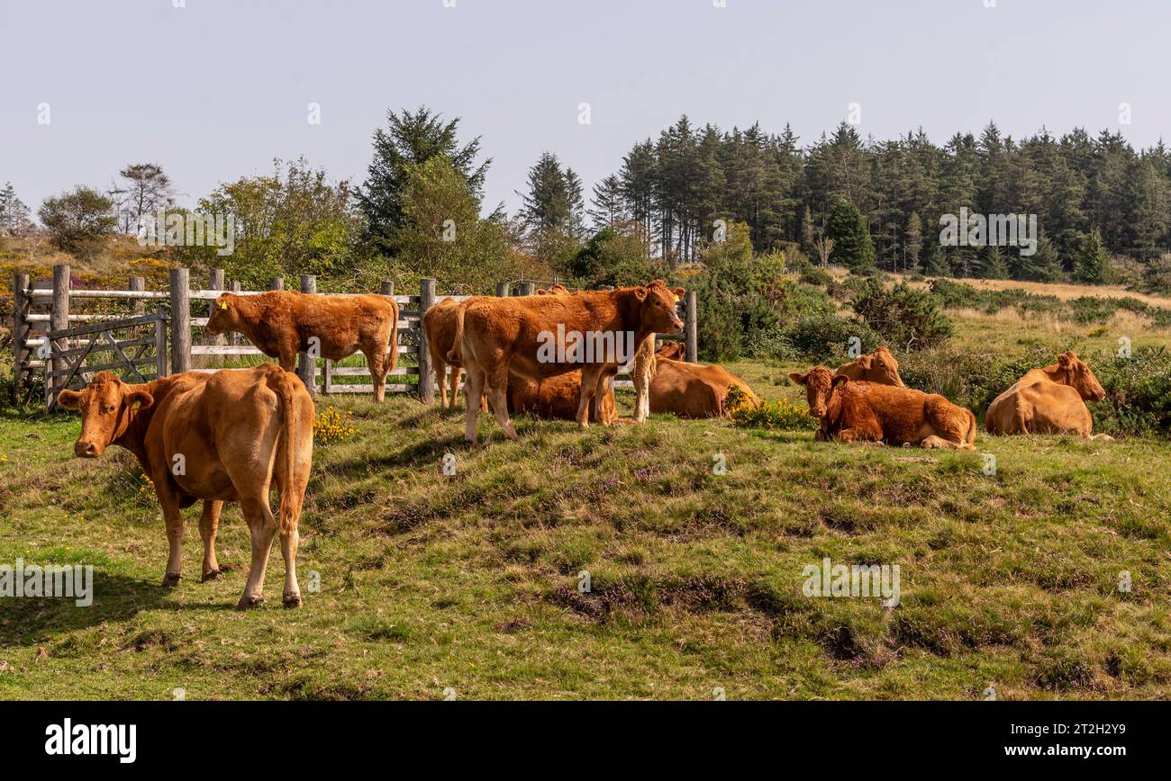 Dartmoor, Devon, England, UK. 04.09.2023. Brown coloured cattle grazing ...
