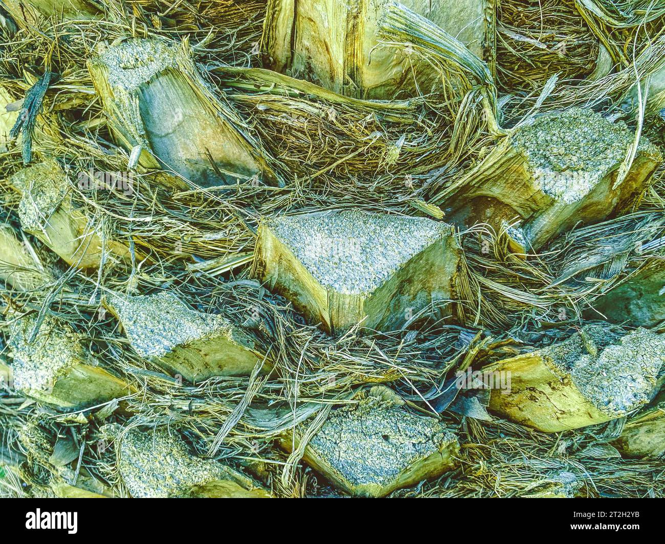 natural texture. palm bark, exotic tree. bark with hairs and chips ...