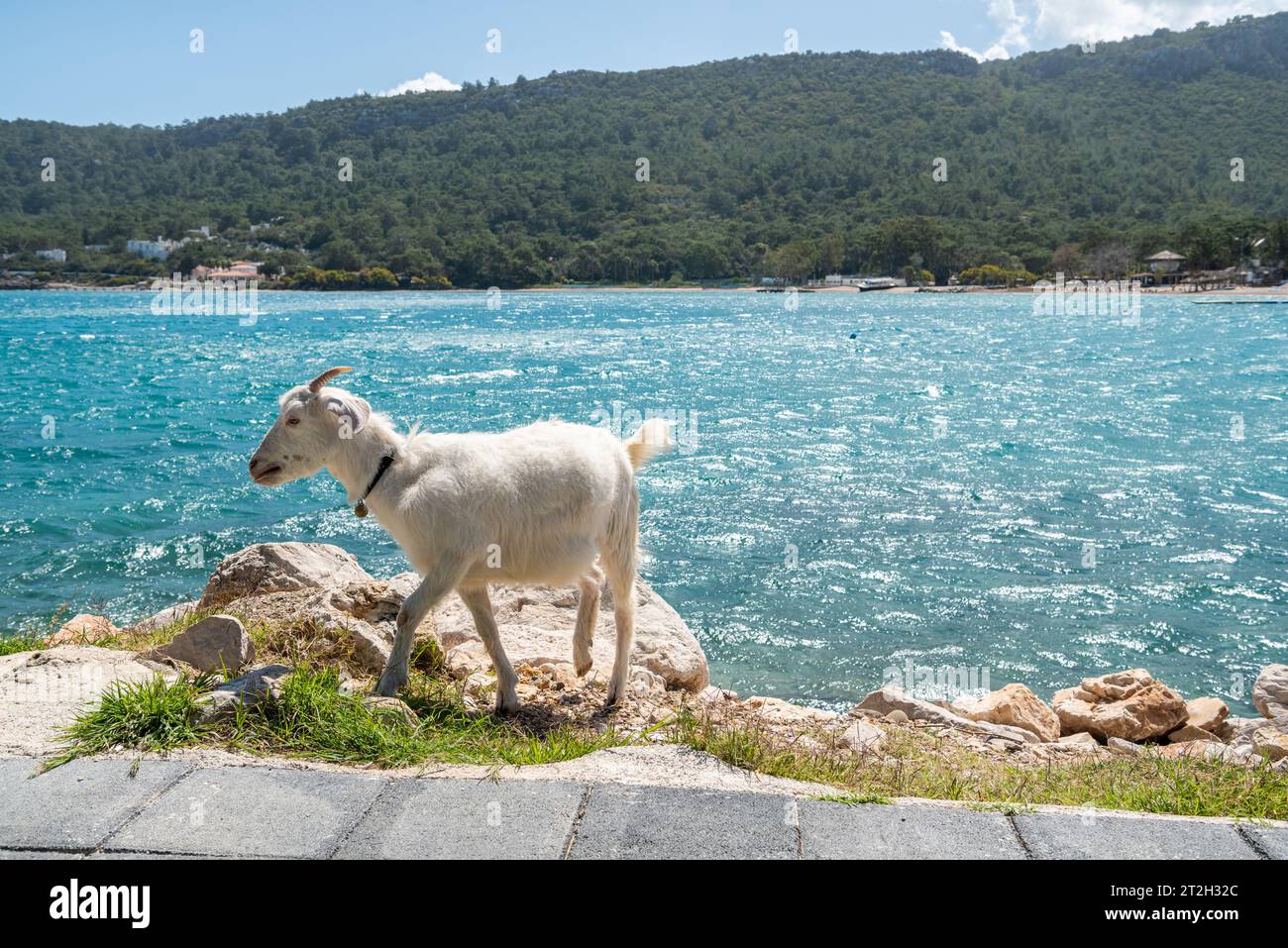 Mediterranean coastline in Kemer, Antalya, Turkey, with a white goat ...