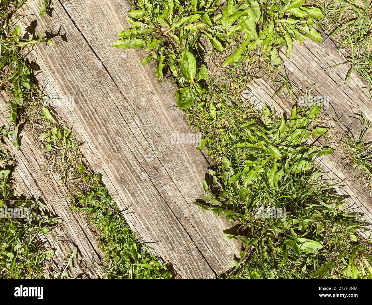 the stairs are overgrown with grass from old age. old house, path ...
