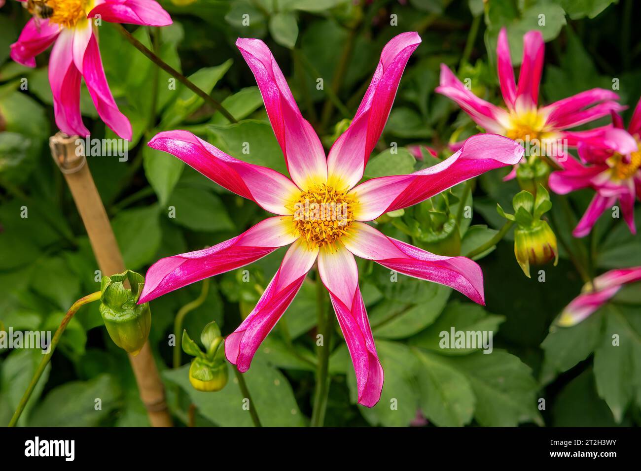 Dahlia Honka Rose Stock Photo - Alamy