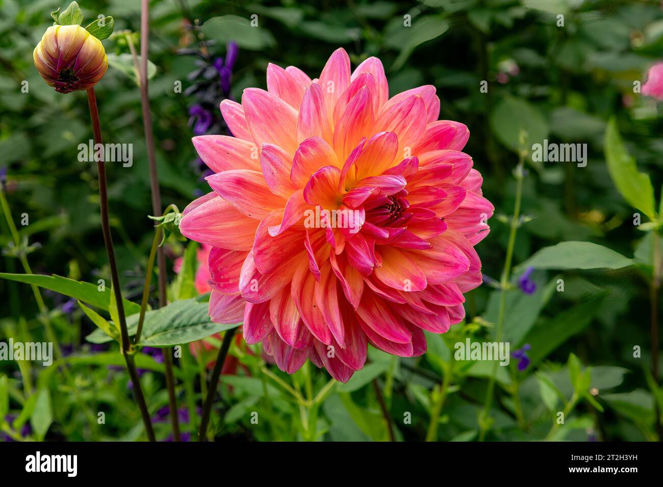 Rarity hi-res stock photography and images - Alamy