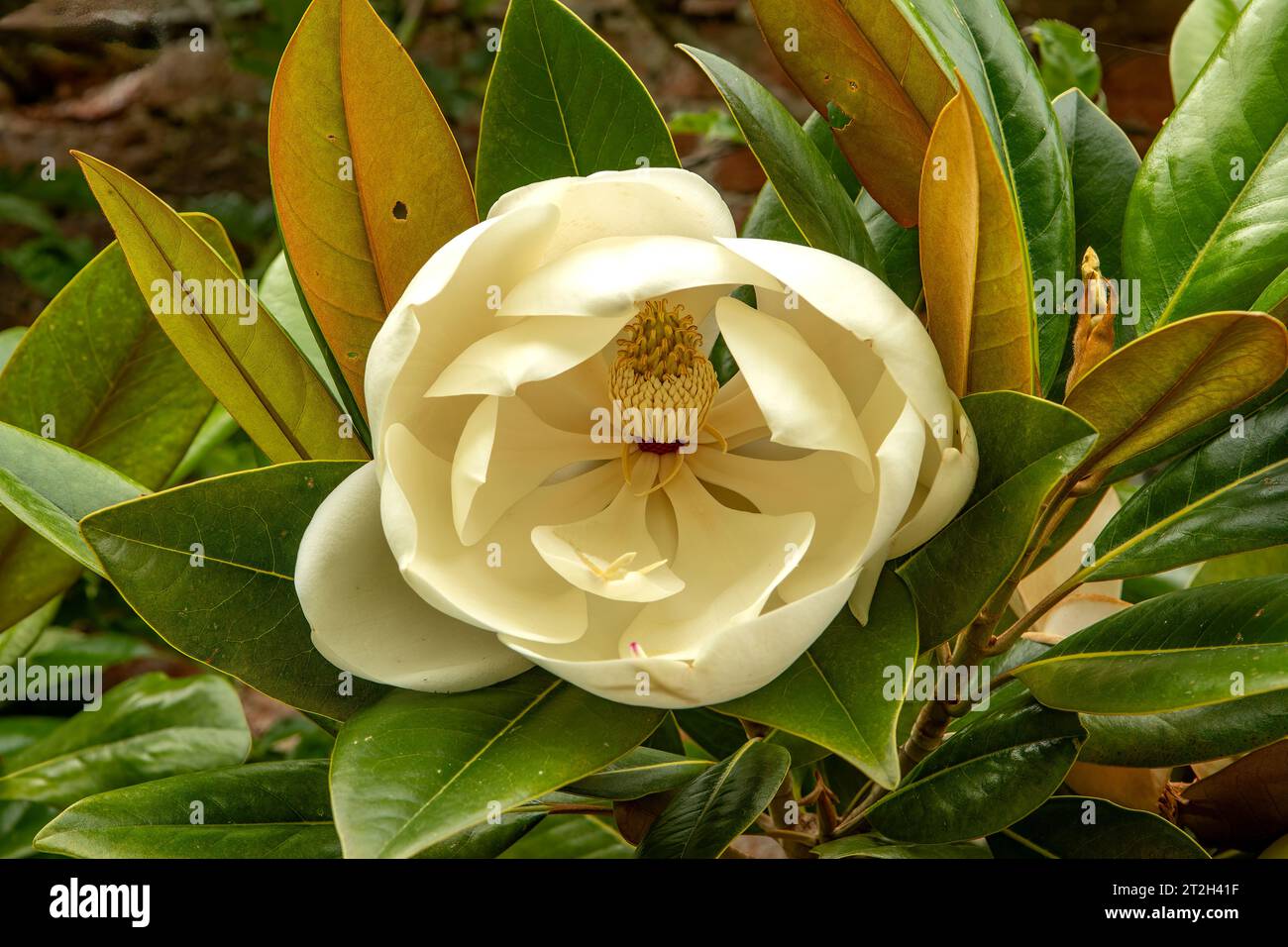 Magnolia grandiflora Exmouth Bull Bay Stock Photo - Alamy