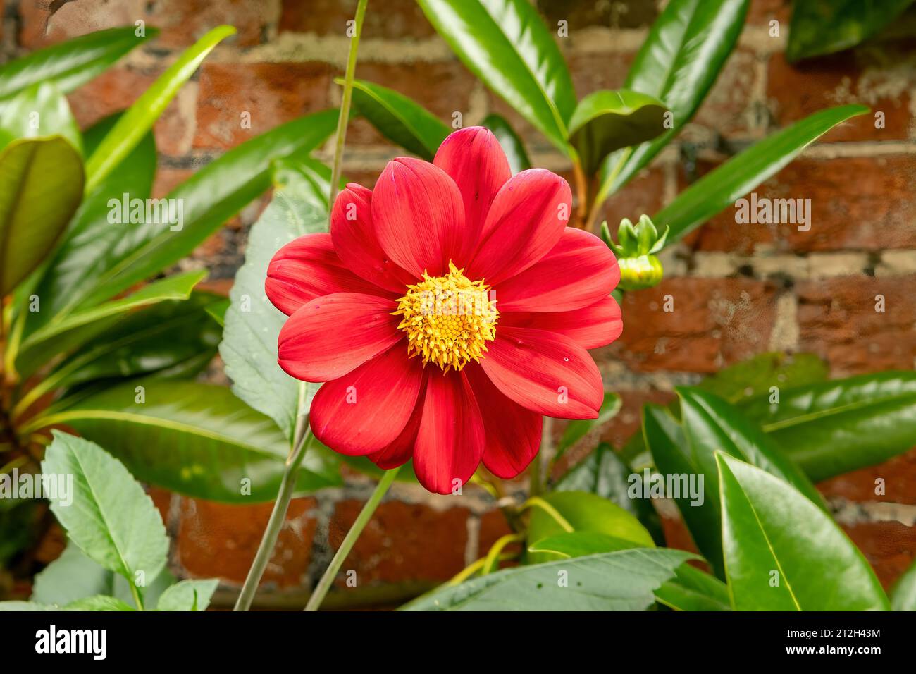 Beautiful stunning cultivated red hi-res stock photography and images ...