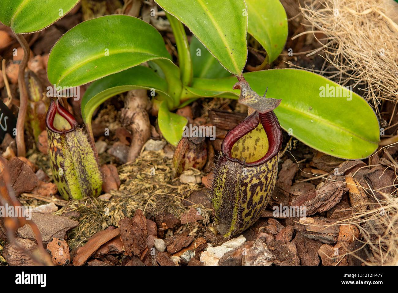 Nepenthes talangensis, Talang Pitcher Plant Stock Photo - Alamy